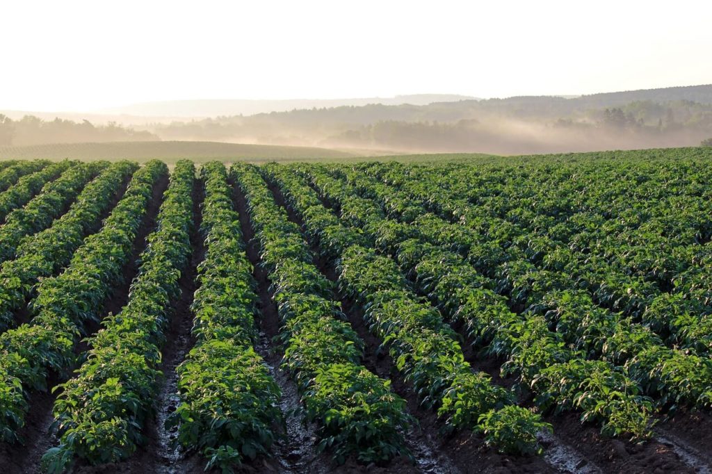 Cuaderno de explotación agrícola ¿Como funciona? - Rosetta Tool